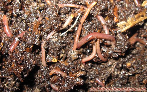 Coffee Grounds Vermicomposting Fall Update Red Worm Composting
